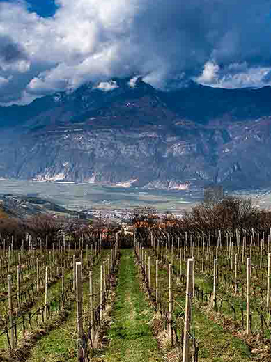 Lagaria | Producers | Left Bank Wine